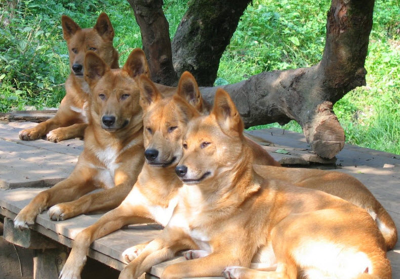 Animal You: Dingo