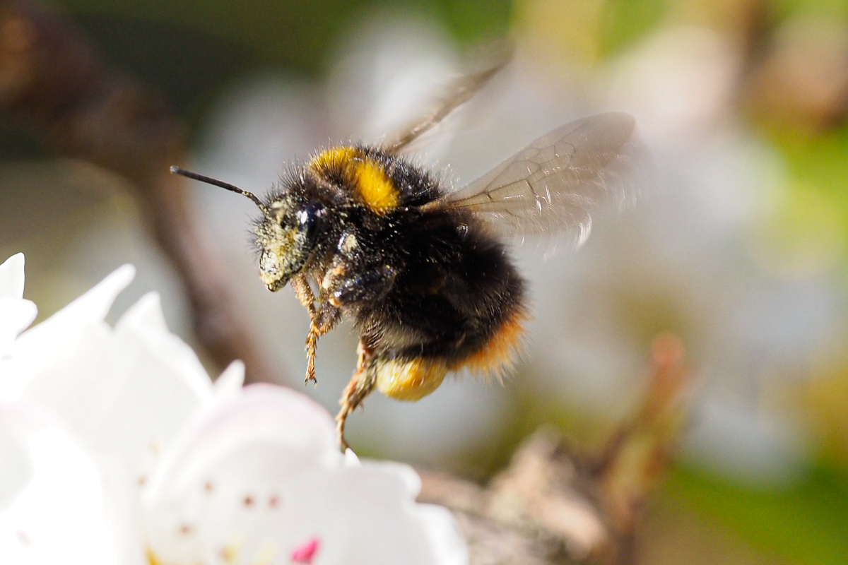 De Vogelkijker!: Rondom het huis...