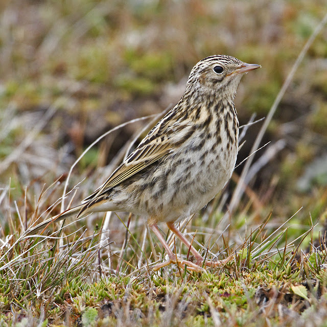 Antarctica & South America: A Day in the Falklands, Correndera Pipit