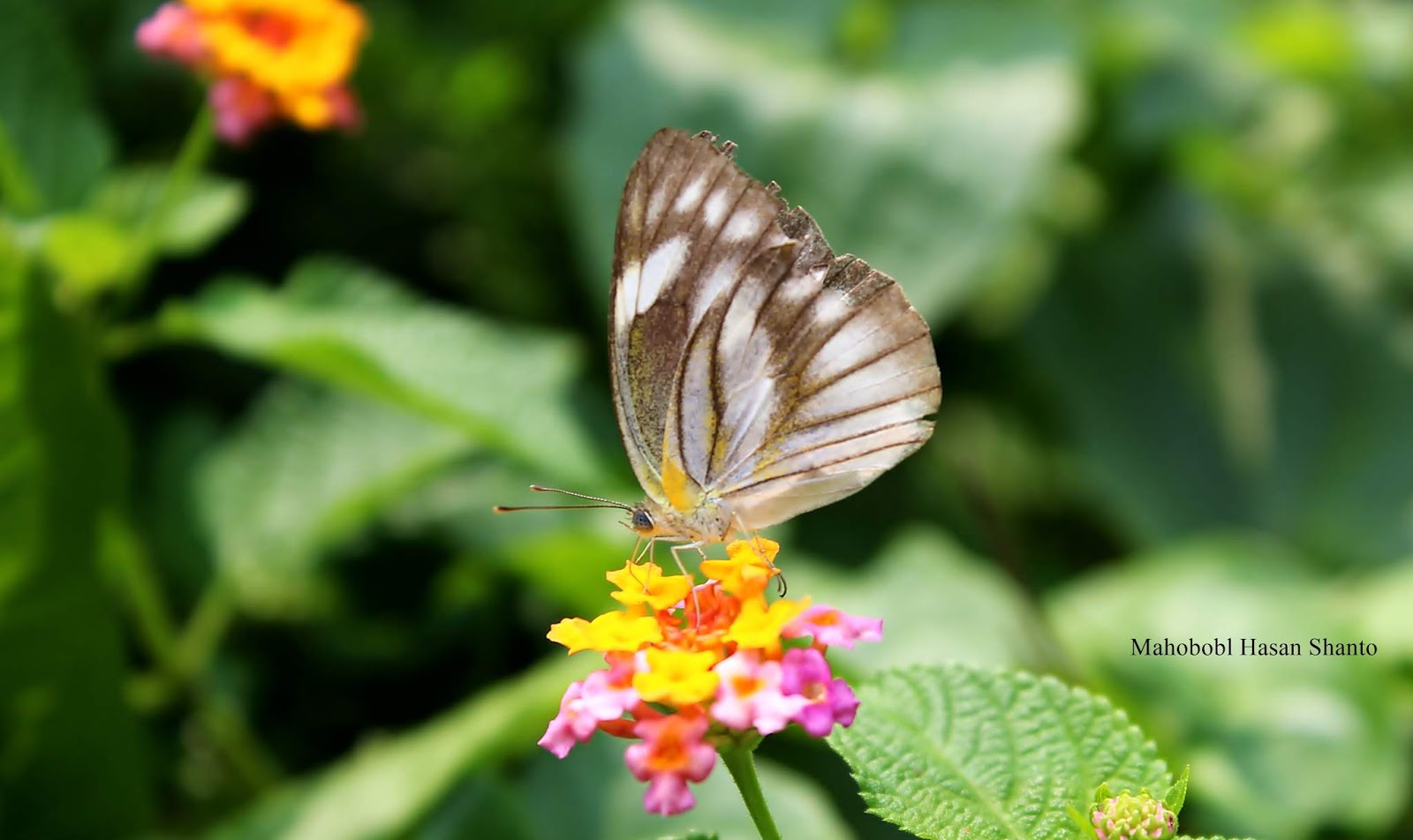 Appias libythea olferna (Swinhoe, 1890) - Strippeed albatross.