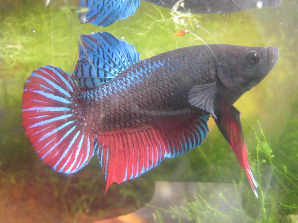 ladykayy: Betta Fish: A Guide