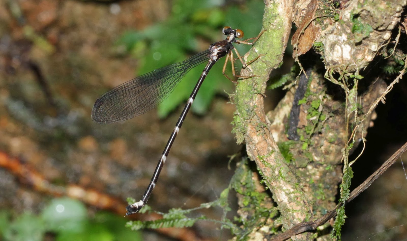 Dragonflies and damselflies of Vietnam: October 2013