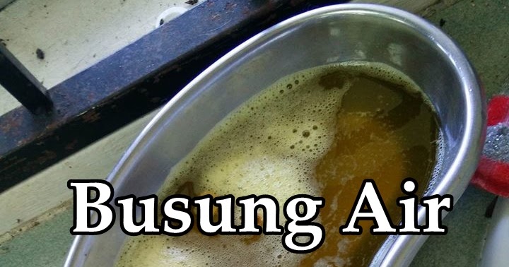 Kes Busung Air Pada Kucing (FIP) | Eintan Nurfuzie | Lifestyle, Beauty ...