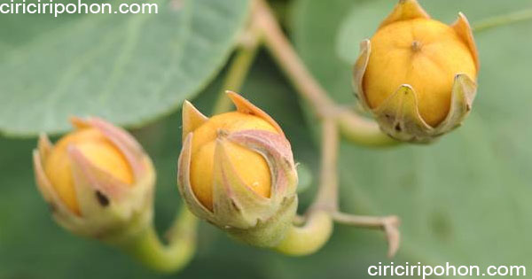 Bagaimana Budidaya Pohon Waru Untuk Pemula? - Ciriciripohon.com