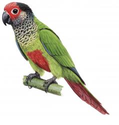 Tierra de papagayos, loros, cacatuas, pericos, cotorras y guacamayos ...