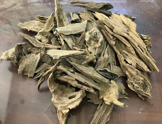 The world's most expensive tree in the Philippines cost PHP750,000 per ...