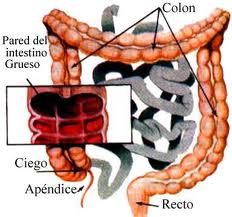 CANCER - BLOG DE FRANCISCO M. ACRIS (Paco Acris): La célula y su ambiente