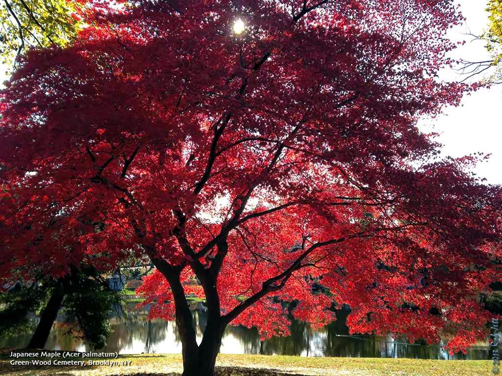 The City Birder: November Birds