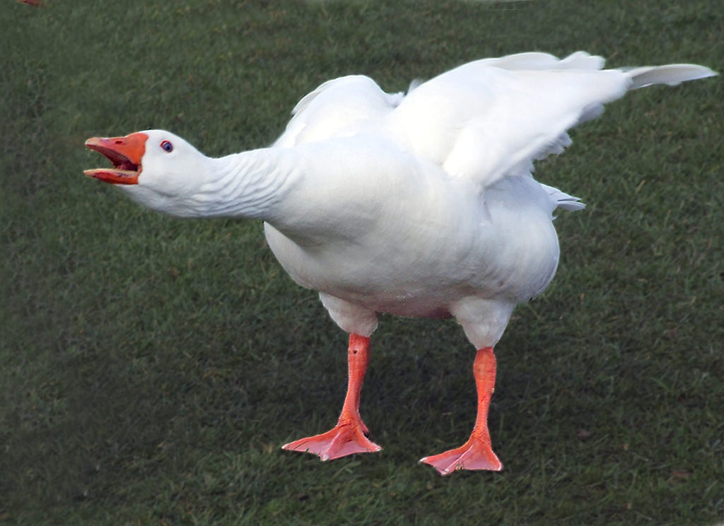 Source for the Goose - Words&Pictures