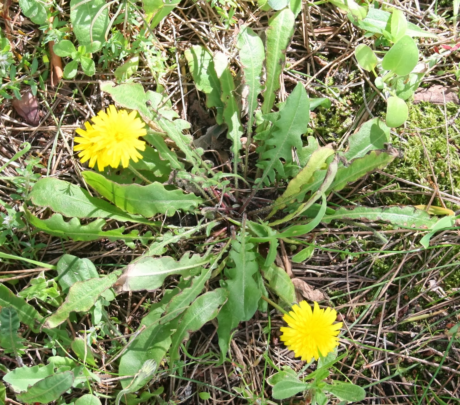 Plantas: Beleza e Diversidade: Leituga-tuberosa (Leontodon tuberosus)