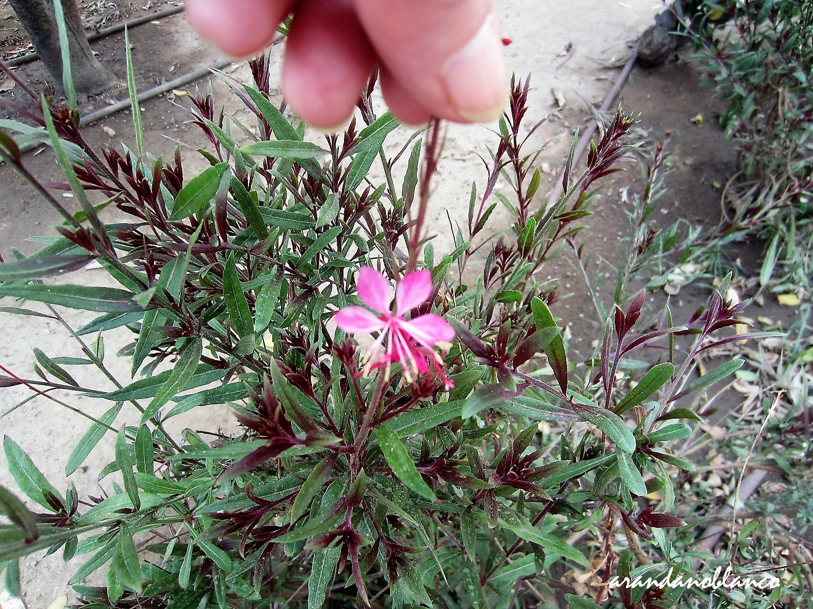 arbustosensevilla-encinarosa: Gaura - Gaura Lindheimeri, Gaura