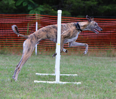Greyhound Puppy Blog: Greyhound Agility