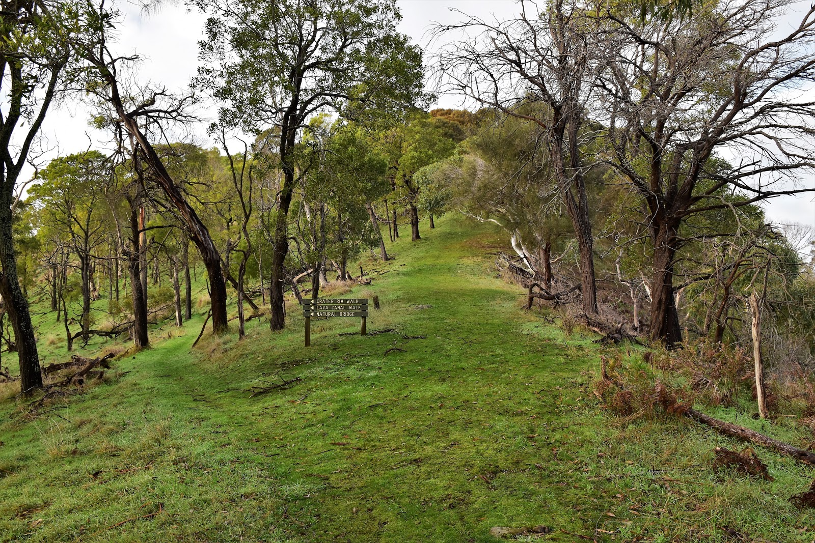 Goin' Feral One Day At A Time: Mt Eccles Lava Tubes, Budj Bim National ...