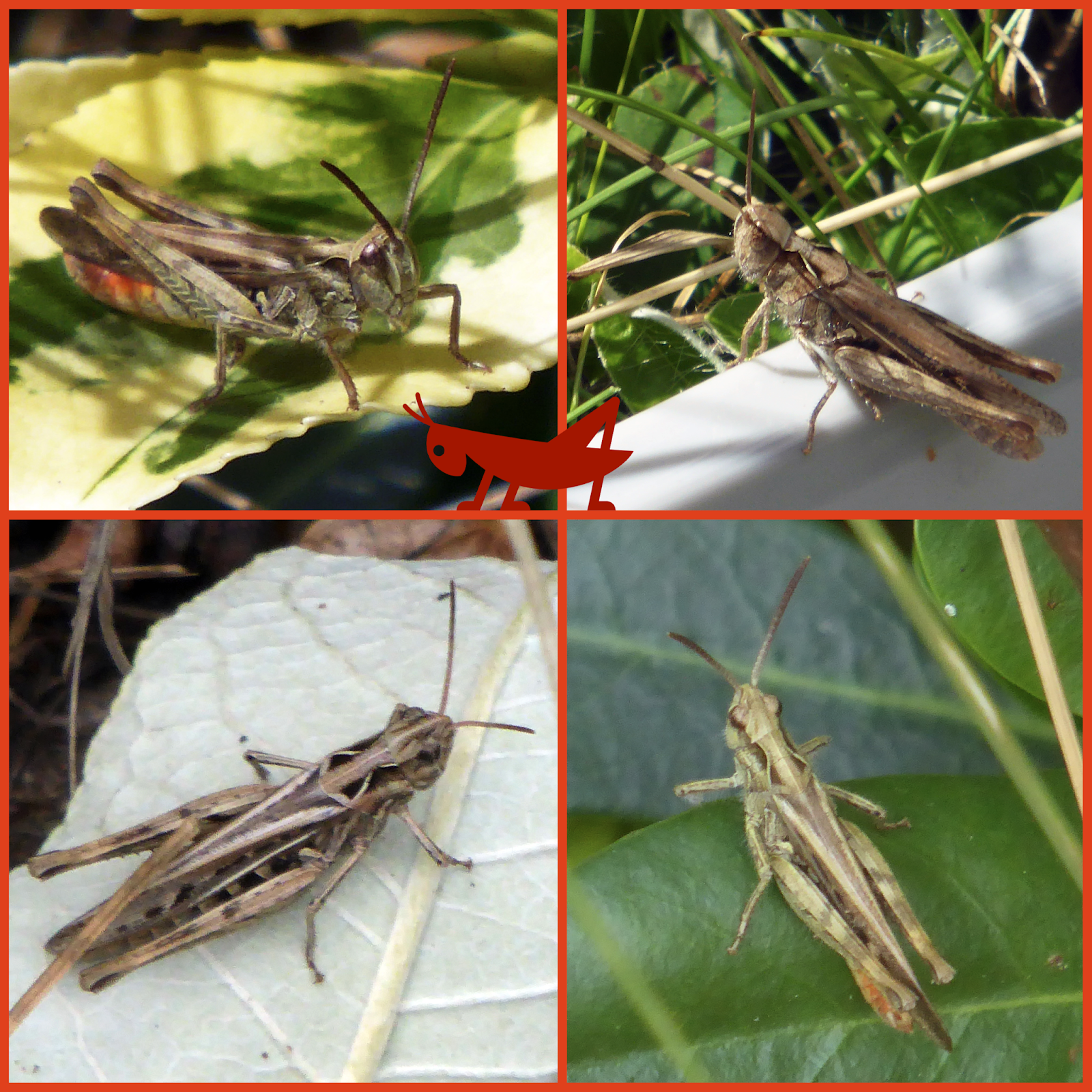 Wild and Wonderful: In the Garden Today