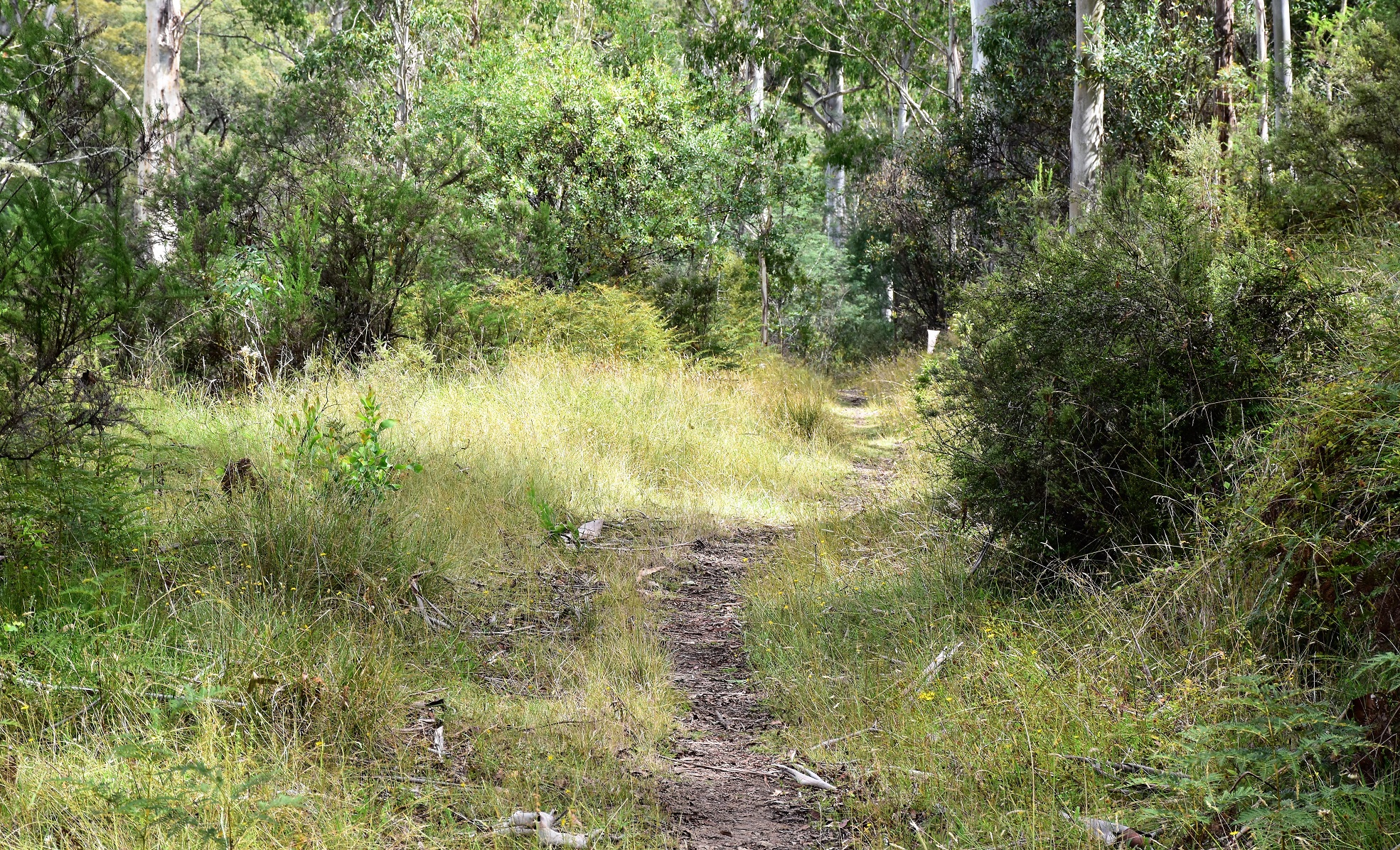 Goin' Feral One Day At A Time: Stanley Name Spur Camp to Upper Howqua ...