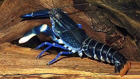 Cherax Sp Blue Moon ~ Crayfish | Crawfis | Huna | Lobster Galery