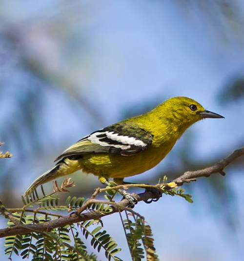 Marshall's iora | Birds of India | Bird World