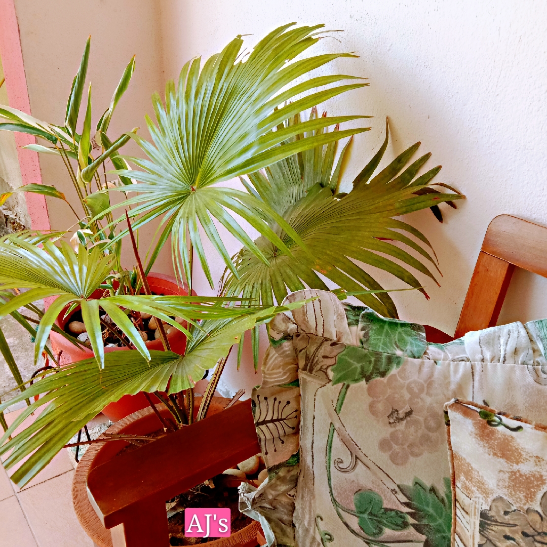 Pokok pasu yang sesuai di ruang teduh