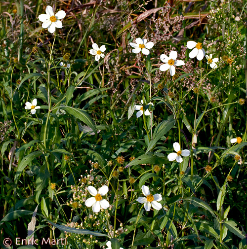 Asteraceae: Bidens aurea - Flores Silvestres del Mediterráneo