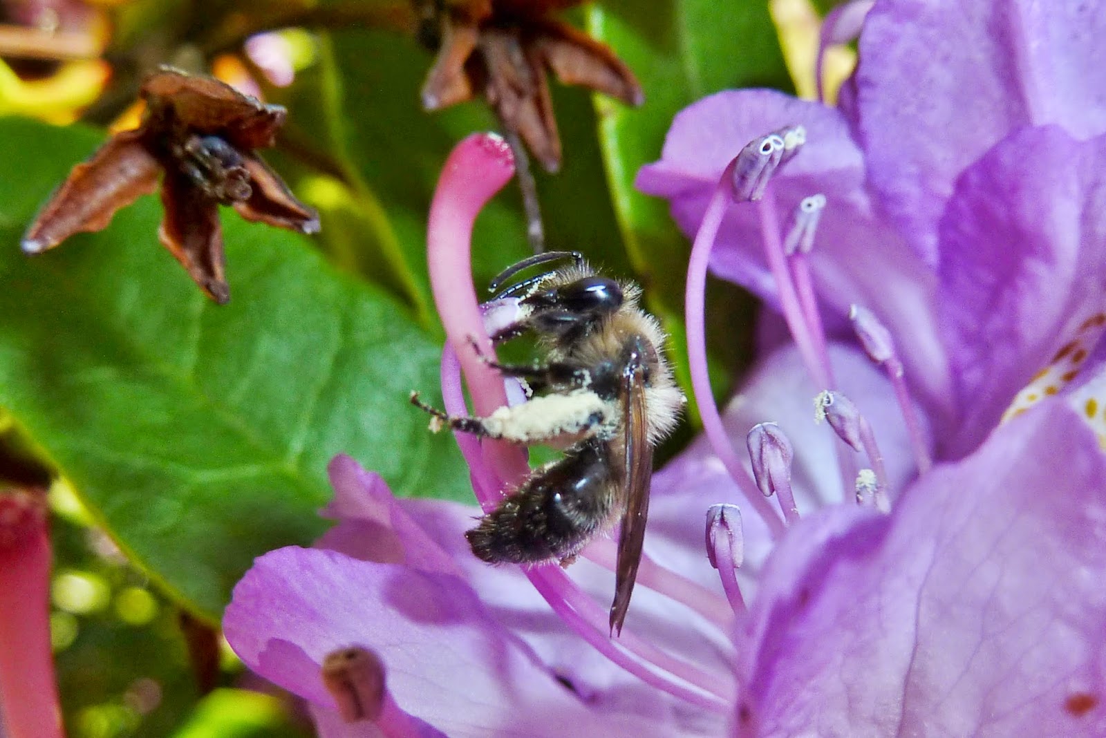 Bees, Birds & Butterflies: Rhododendrons and Bumble Bees