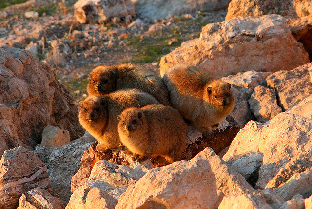 The Hyrax – The Elephant’s Cousin | The Ark In Space