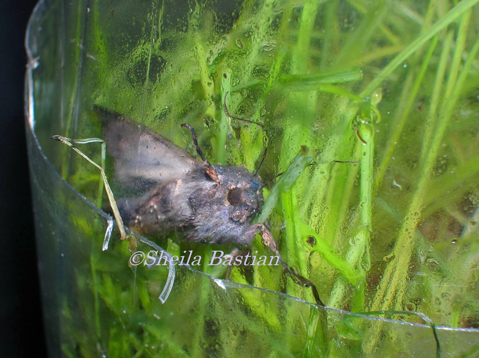 Science Magazine: MAKING AN AQUATIC AND A TERRESTRIAL ECOSYSTEM