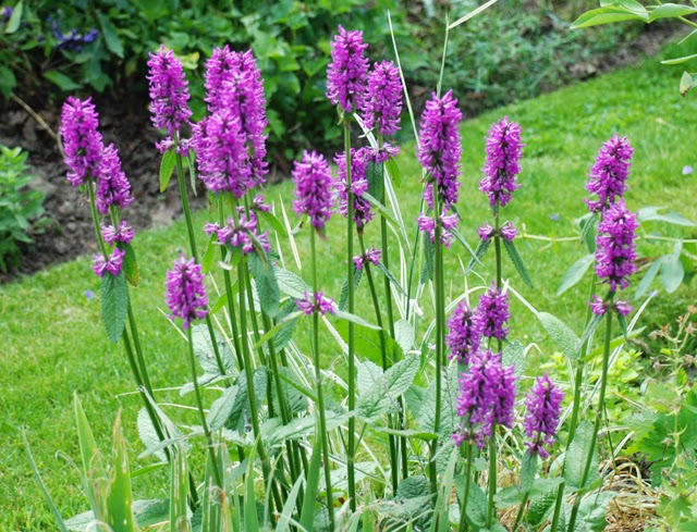 Stachys officinalis - Alchetron, The Free Social Encyclopedia