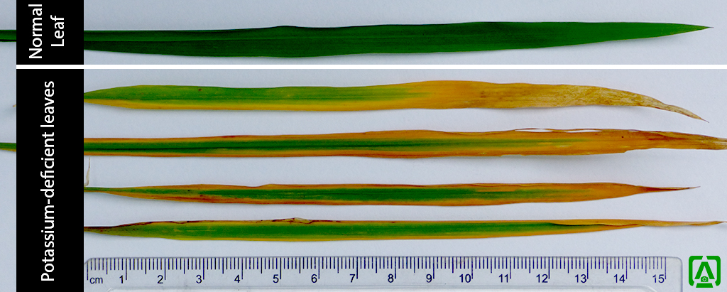 diseases of rice ~ Plant diseases identification