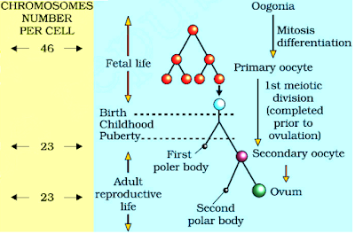 Human Reproduction - Notes | Class 12 | Part 4: Oogenesis