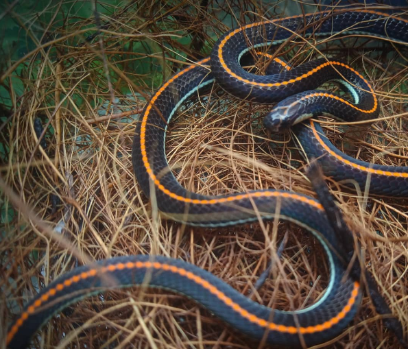 Ular Cabe, Si Mungil Cantik Mematikan - Gudang Share