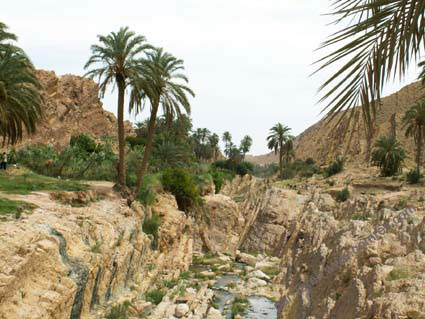 ALGERIE, Terre d'Afrique