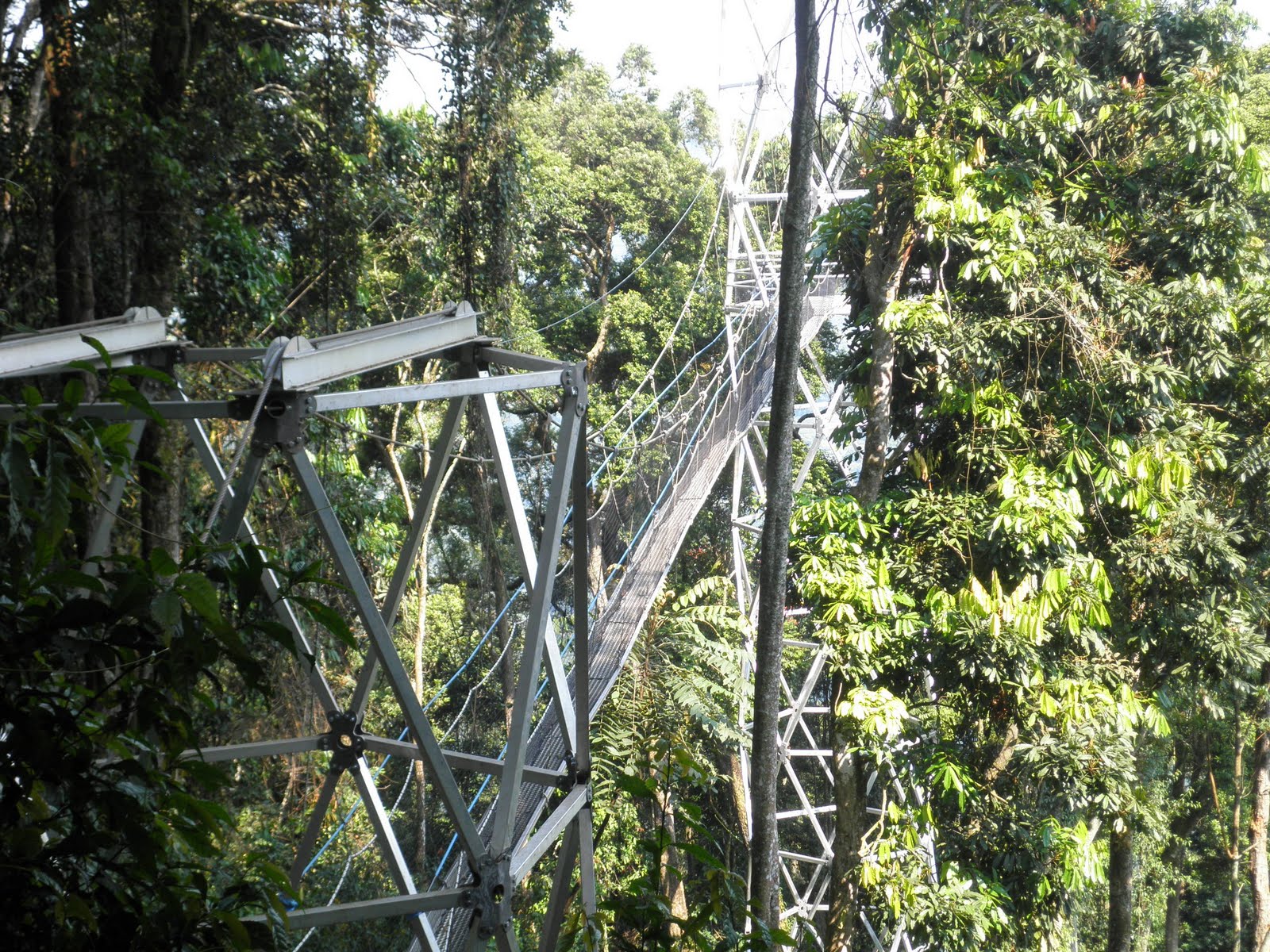 A Blog Called Rwanda: Canopy Walk in the Nyungwe Forest