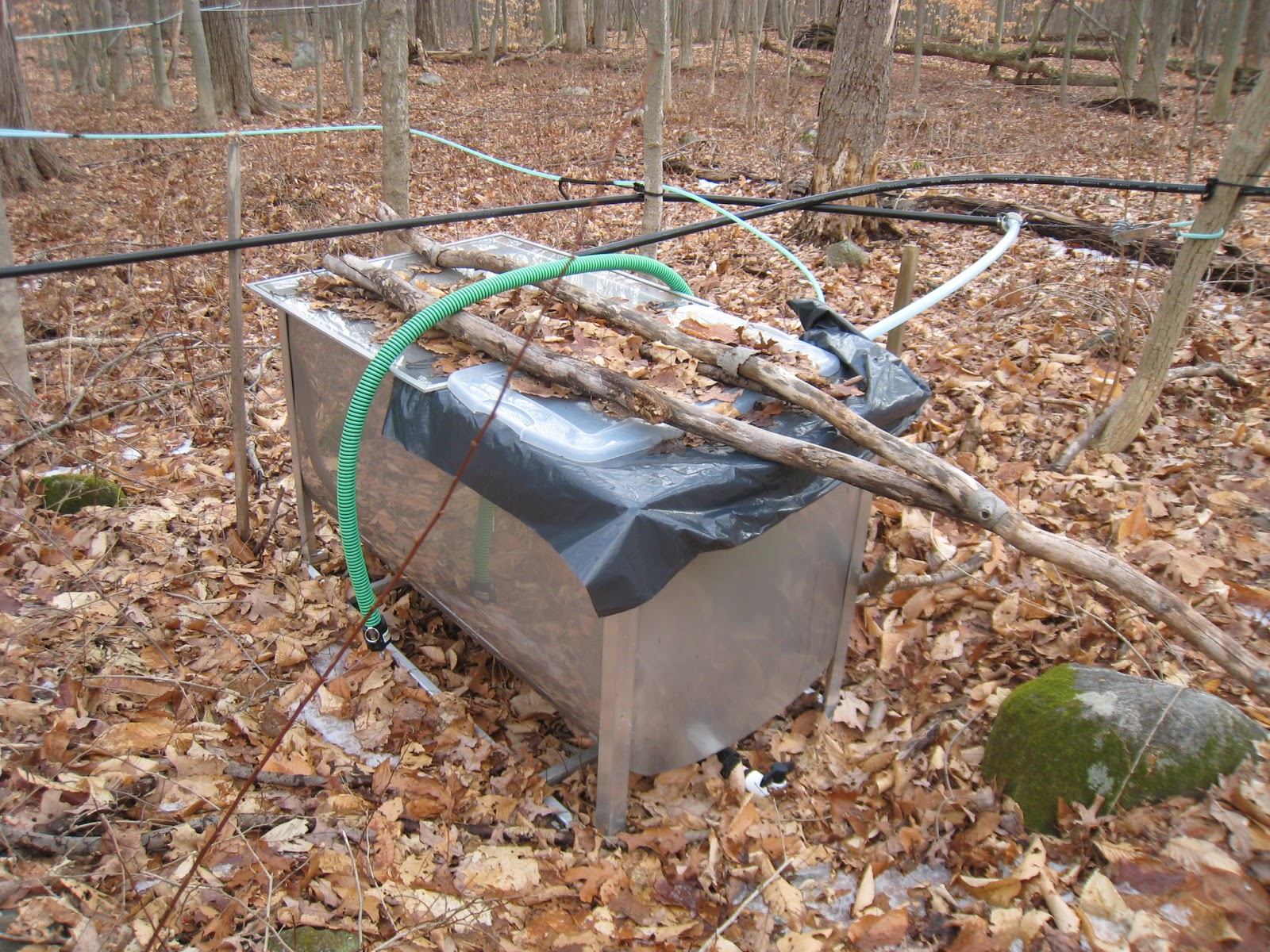 Maynard Life Outdoors and Hidden History of Maynard: Making Maple Syrup ...