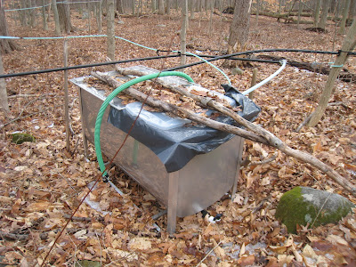 Maynard Life Outdoors and Hidden History of Maynard: Making Maple Syrup ...