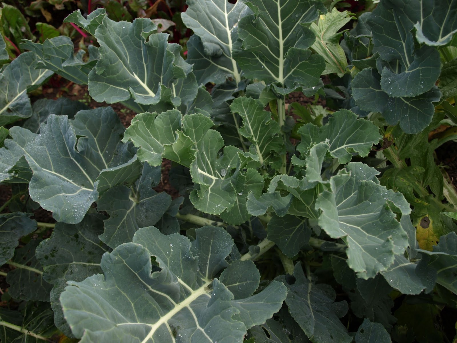 Wild Cabbage Images at Natalie Kelley blog