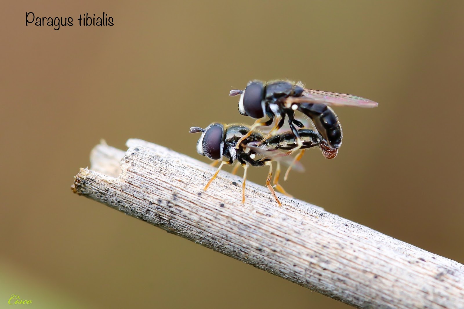 Cuaderno de campo. Naturaleza de Canarias: Sírfidos (Syrphidae)