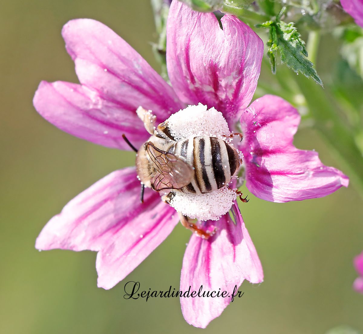 Tetralonia malvae femelle (Eucère de la mauve) aime les Mauves