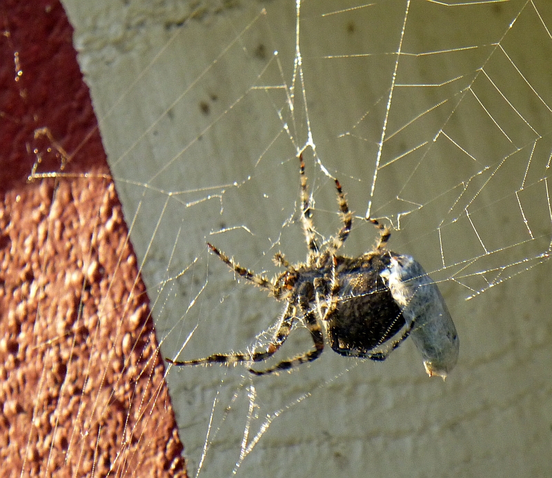 Rural Revolution: Big honkin' spider