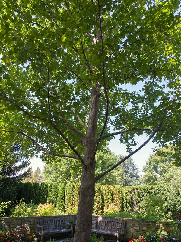 Guess The Tree Quiz Answers Quiz Factory Quiz Help guess-the-tree-quiz-answers-quiz-factory-quiz-help