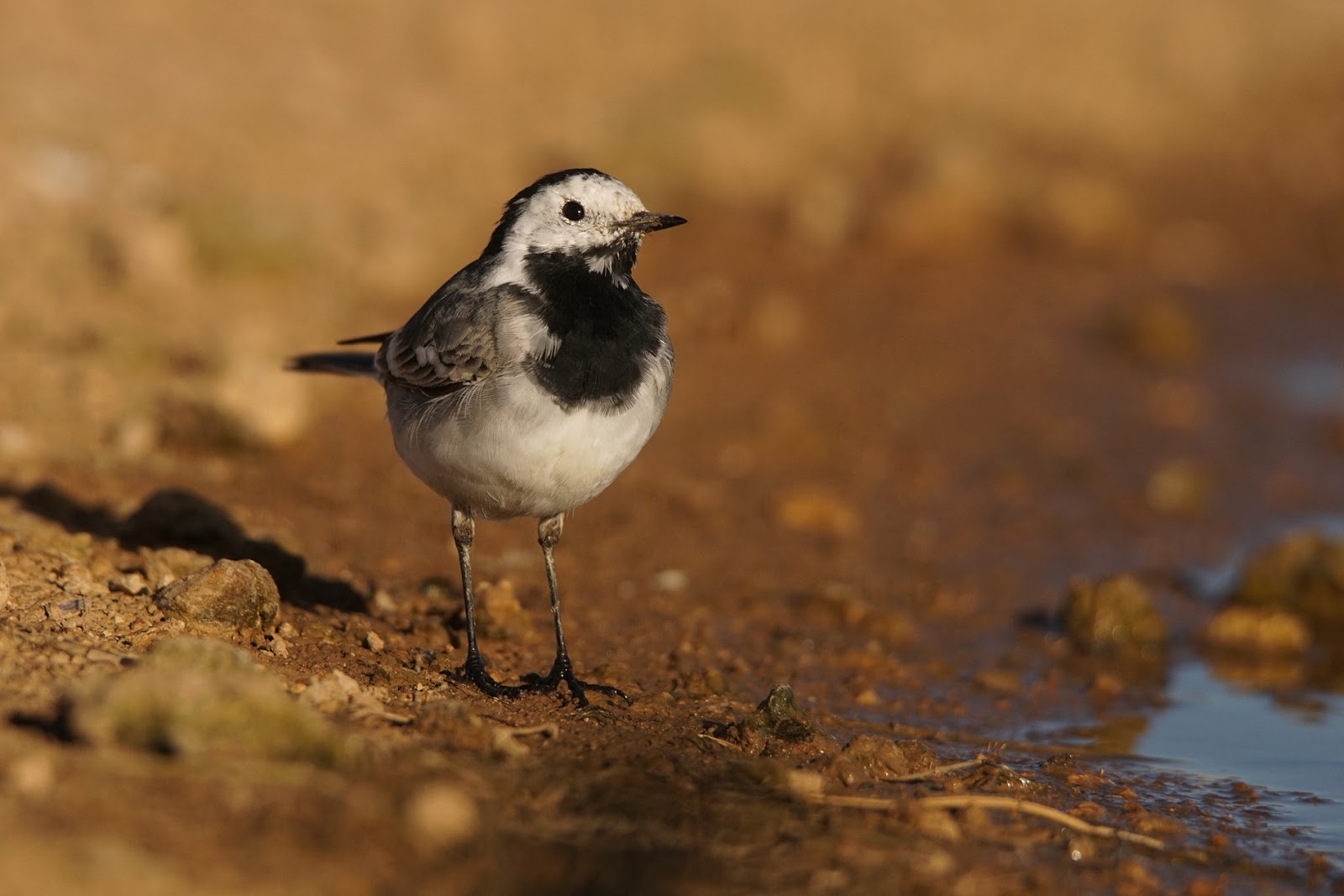 Pasión por las aves: Lavandera blanca,(Motacilla alba)