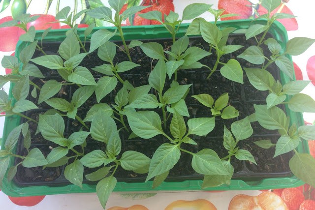 VIDA FELIZ: na Horta: Desenvolvimento de Mini Pimentos Doces