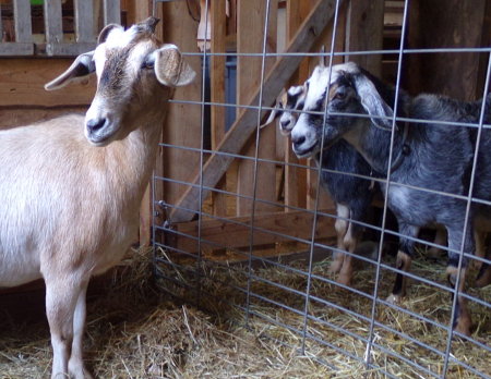 5 Acres & A Dream: Goat Good-Byes and Goat Hellos