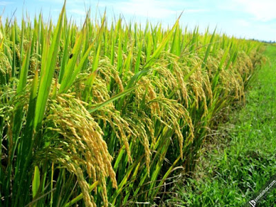 Thuyết minh về cây lúa Việt Nam - Trang văn mẫu tổng hợp trung học cơ ...