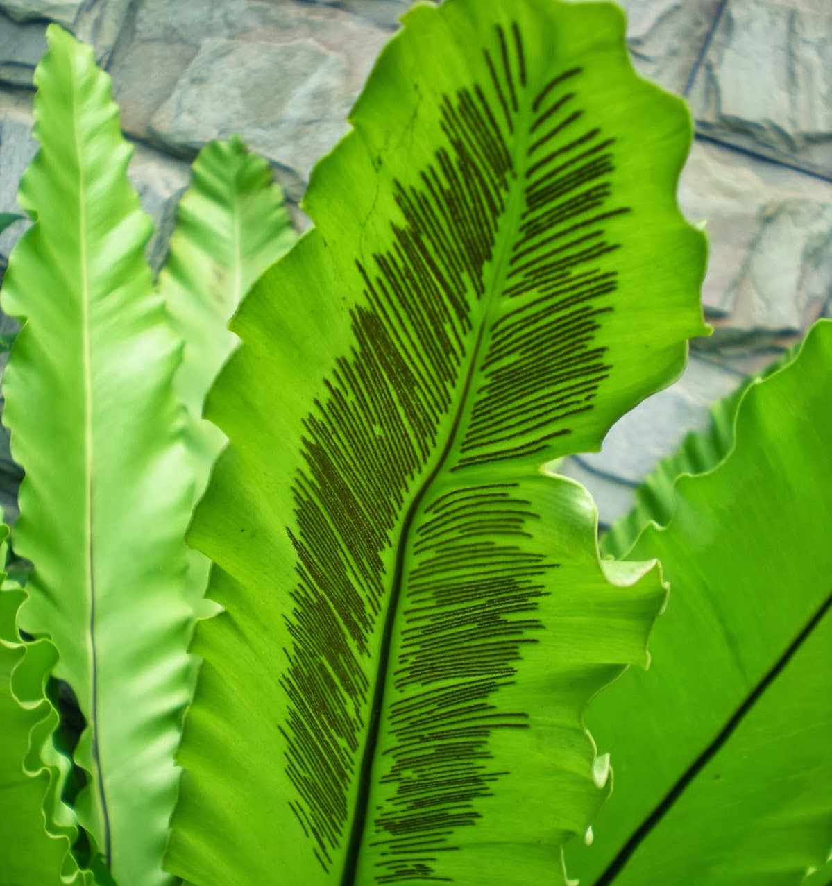 Plantwerkz Birds Nest Fern Asplenium Nidus