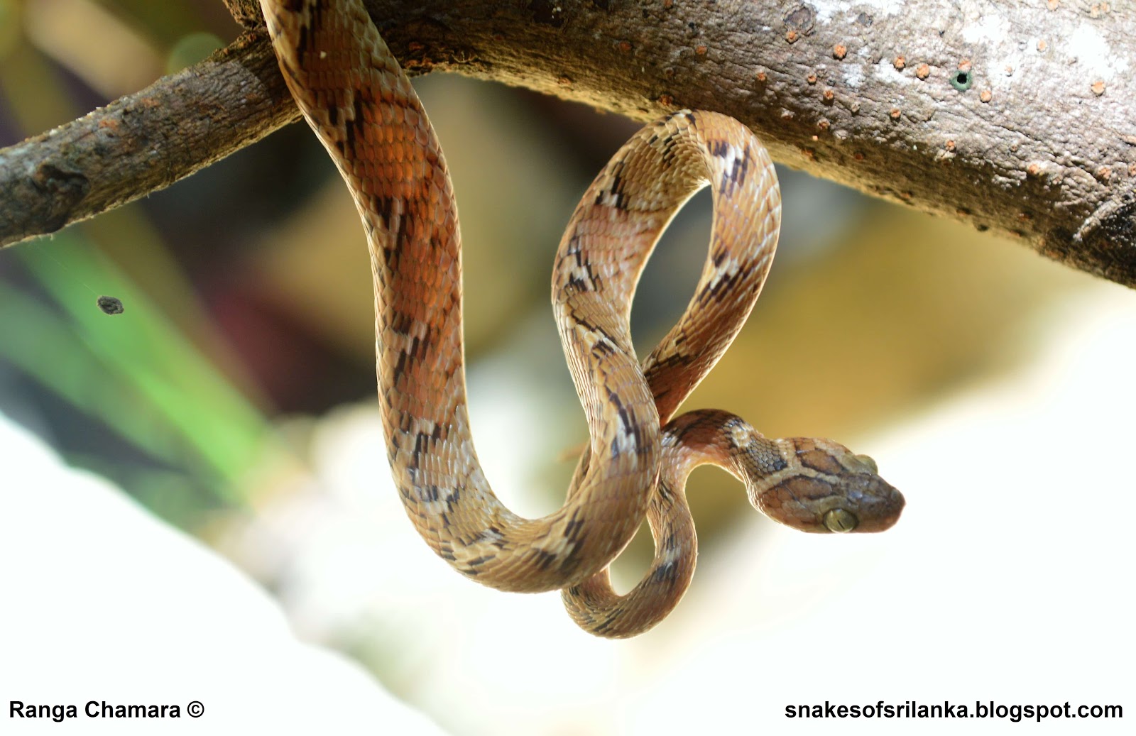 Common Cat Snake/රෑන් මාපිලා (Boiga trigonata-Schneider, 1799)