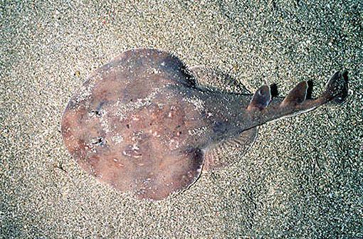Marine Life: Torpedo Fish