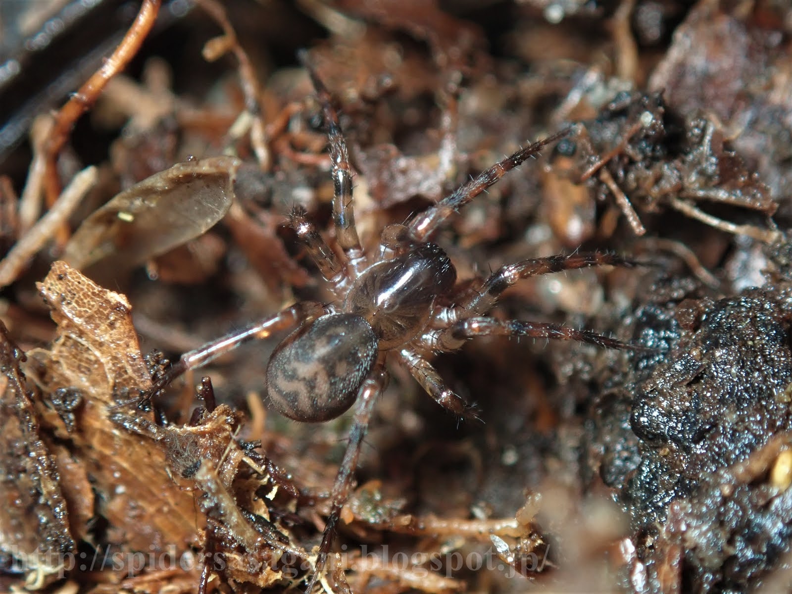 細蟹屋: Cybaeidae ナミハグモ科