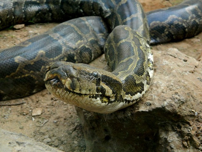"Python Molurus", widely known as "Ajgar" in India.