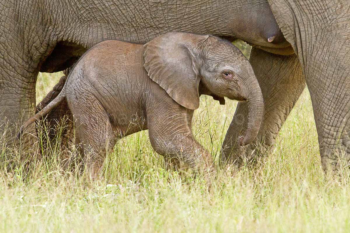 Five Star Lodge in the Addo Elephant National Park: Elephant calf ...