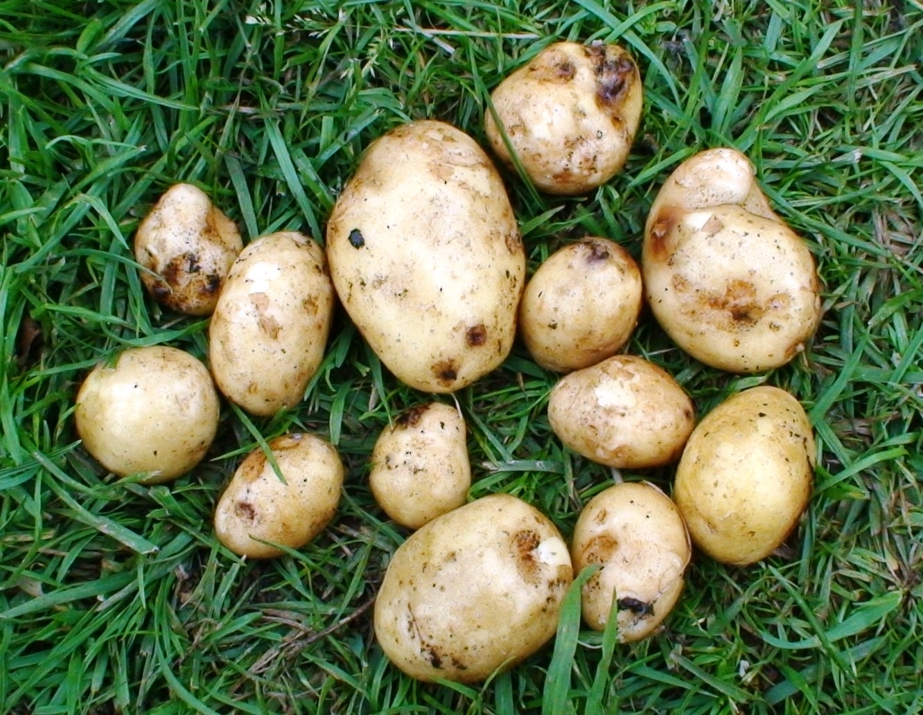 Research Topics: Potato